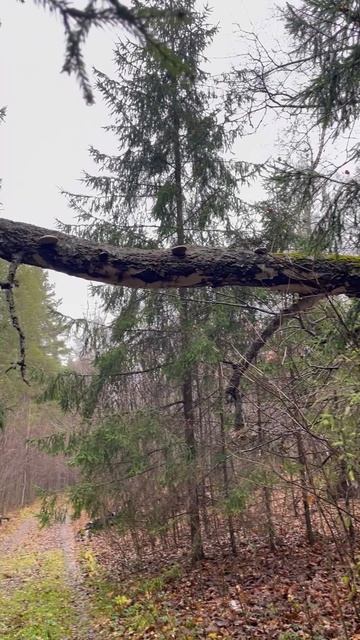 «Триумфальная» арка?