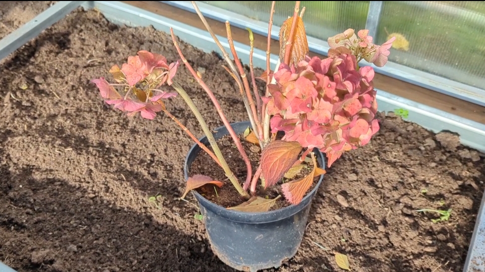 24-10-2025.Дача.Гортензия крупнолистная..прячем на зиму.(18.10.-19.10.25)