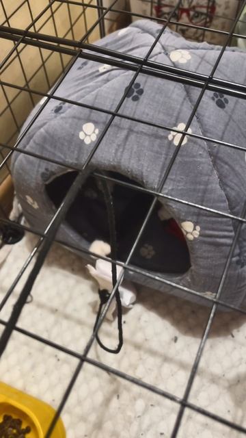 «Одомашнивание» дикого котёнка | первые игры