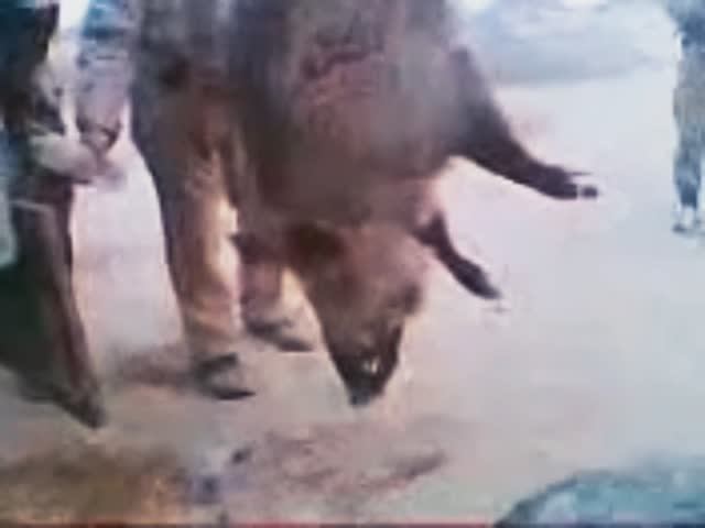 #Секач #охотанакабана #Каракумы https://rutube.ru/video/2c75c9ae7806f16baee7e979e9543537/?r=a/