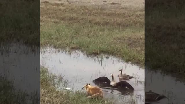 Селезень защищает выводок от лисы. Выживание в дикой природе.