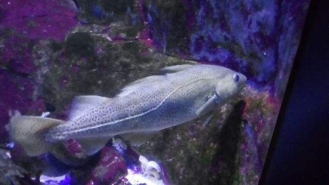 Москвариум. Треска.