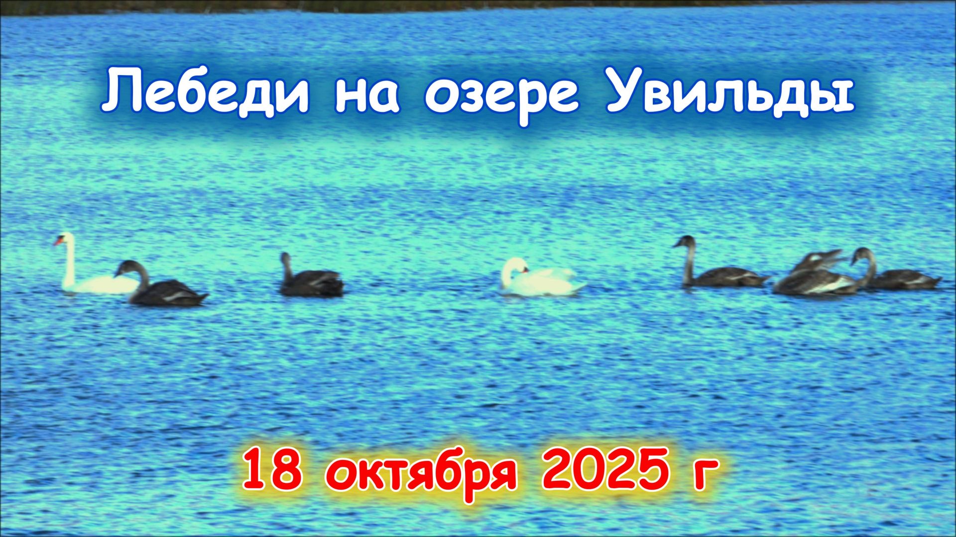 Лебеди на озере Увильды 18 октября 2025 г