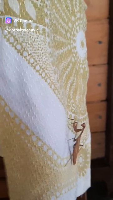 Малютка богомол 10.08.2024