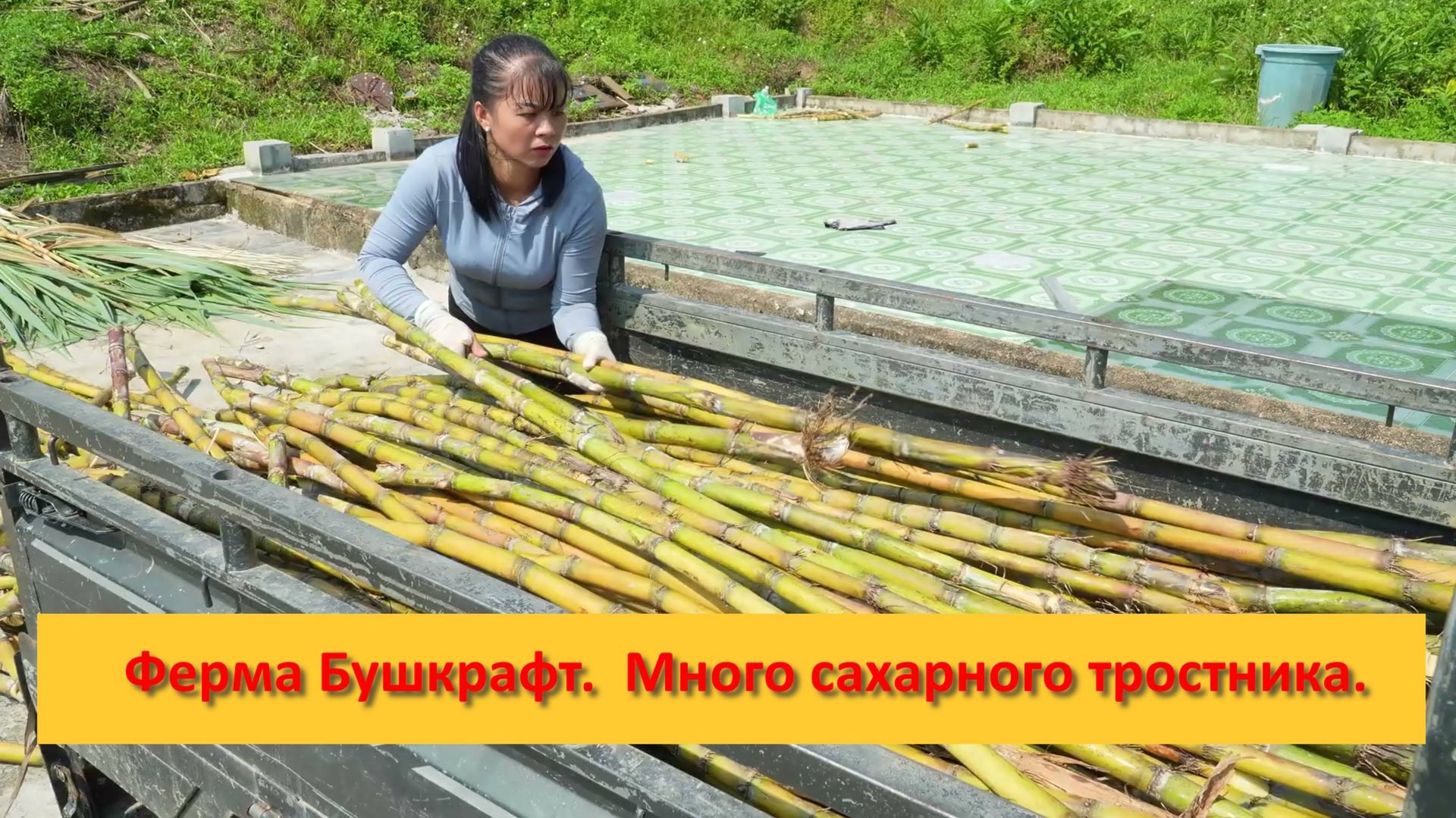 Ферма Бушкрафт в Пханге. Вьетнам.  Много сахарного тростника, сбор, продажа