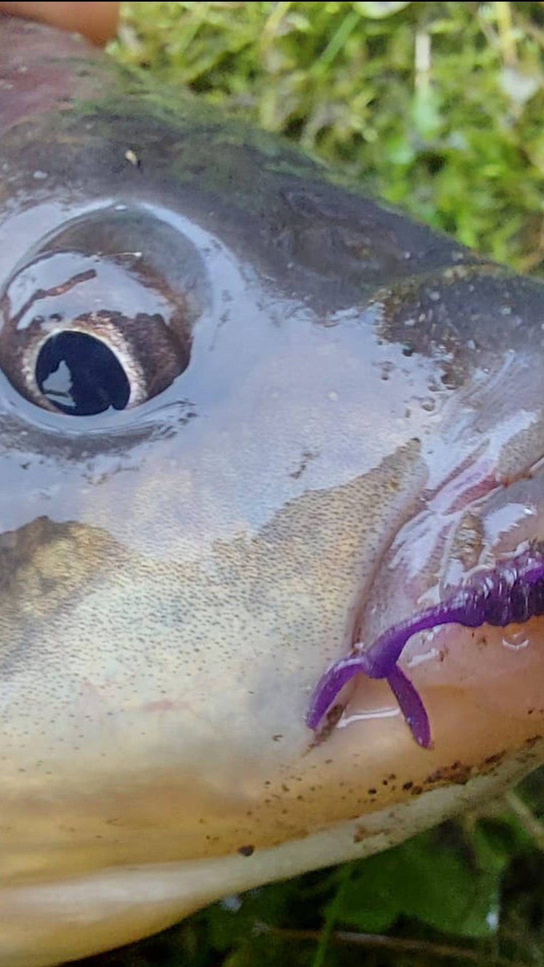 КАРАСЬ 🫣  такие бы клевали всегда как сегодня !