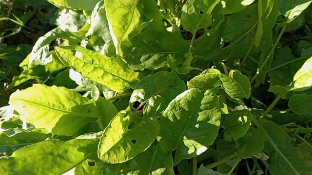 ОКТЯБРЬ. РАБОТЫ В САДУ.