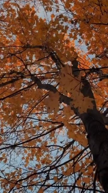 Осень рыжая деваха