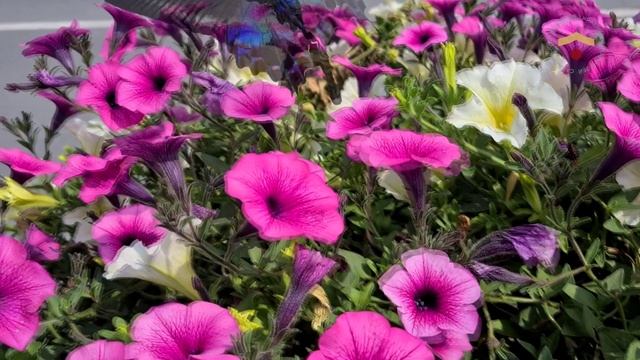 Парусник Маака