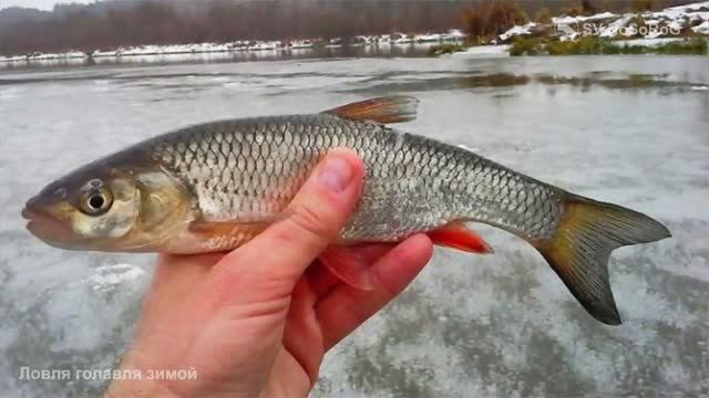 В каких местах водоёма зимой можно поймать Обыкновенного голавля (Common chub) — Squalius cephalus ?