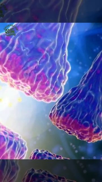 Ствол головного мозга.