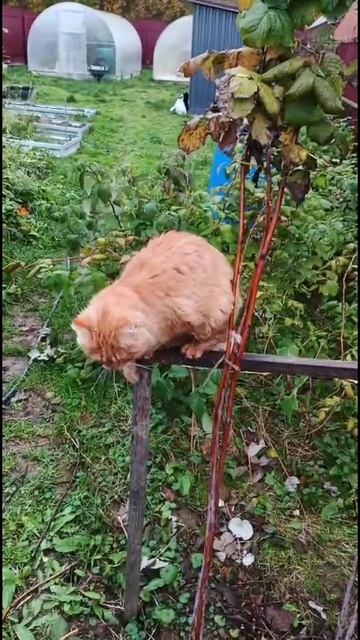 Осеннее настроение