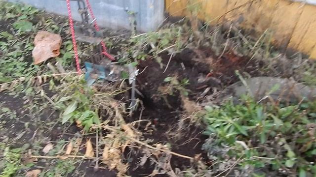 Пересадил грушу с котом, зарядил кротобойку