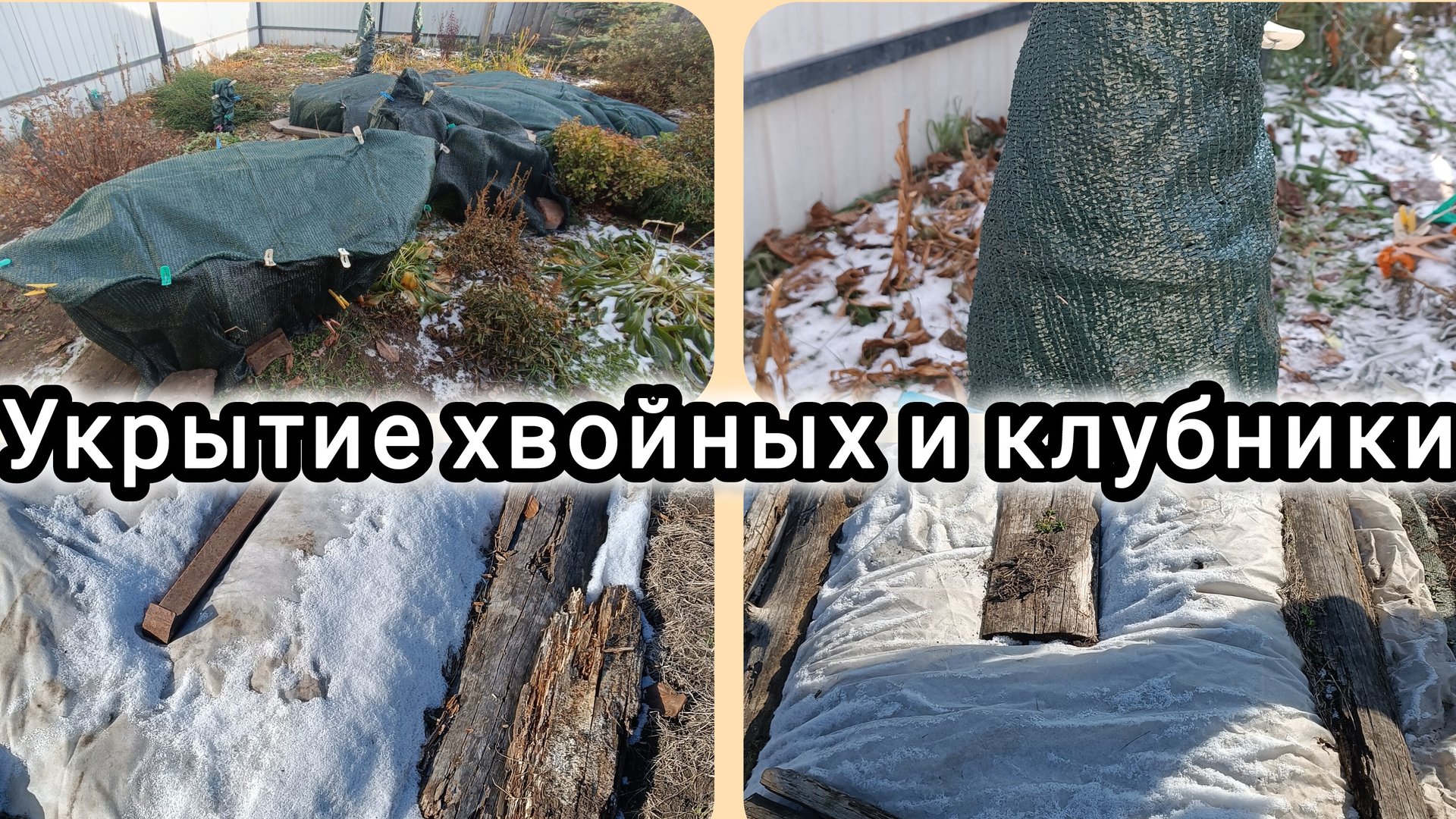 Укрытие хвойных и клубники