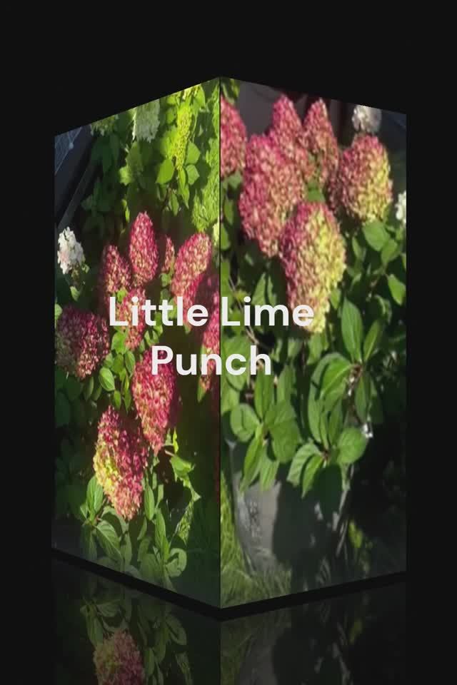 Почему не цветет Литтл Лайм Пунш (Litte Lime Punch).