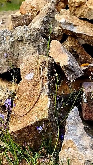 Ящерица в горах. Новый Свет. Октябрь.