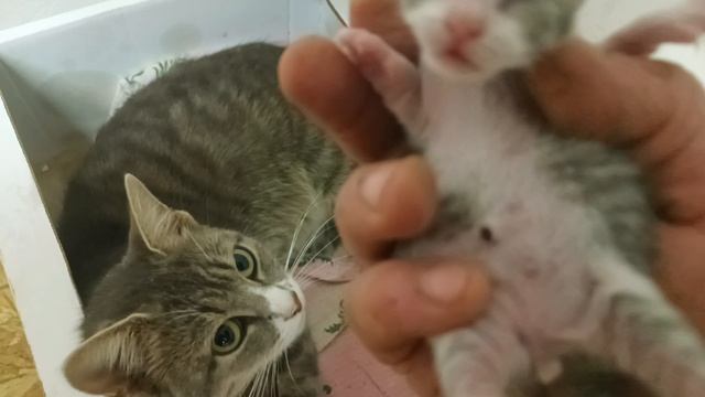 А у нас сегодня кошка, родила вчера котят. Теперь нужно вывести блох у котенка.