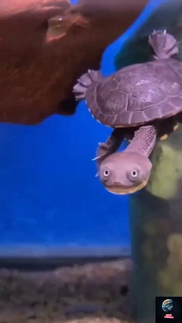 Австралийские змеиношеие черепахи Это уникальные черепахи