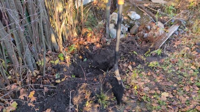 25-10-2025.Дача.Каприфоль пересаживаем.Клумбу капаем.(18.10.-19.10.25)