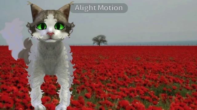 тест анимация с крисс кет сим