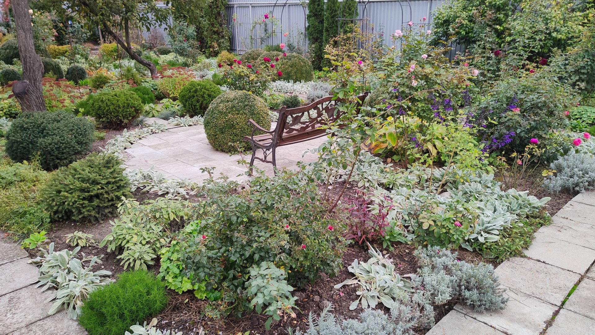 Пробую применять Триходерму против грибницы и МР на розах. Южный сад 18.10.2025 г. Пятигорск.