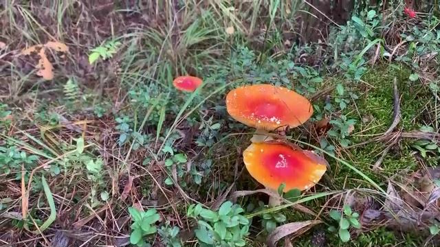 Манзара 02/10/2025