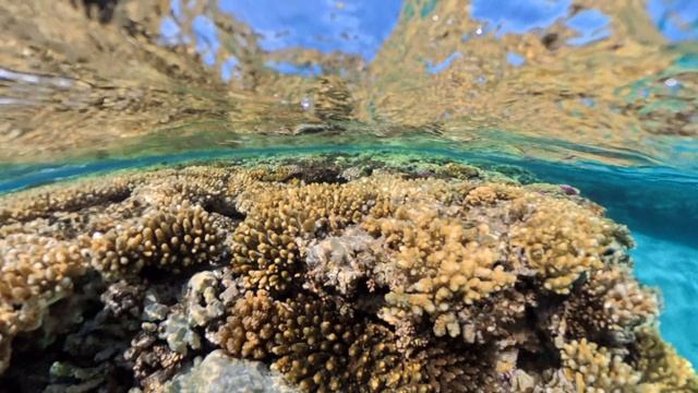 ТИРАН СНОРК