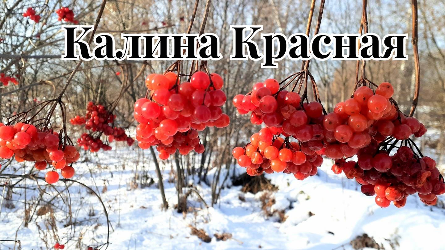 Быстрый способ сбора Калины | Проверил Бобров на ручье