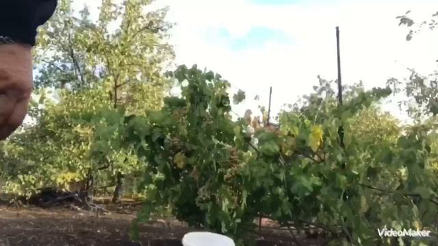 Своего винограда хватило. Это ЛОРА