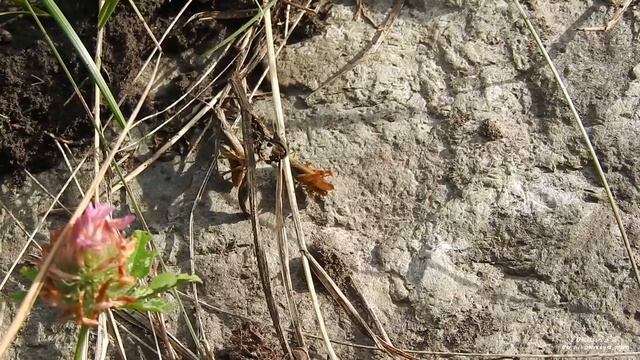 Сплав по реке Нейва. Мелкозёрово - Алапаевск. Август 2025 года. Часть 2