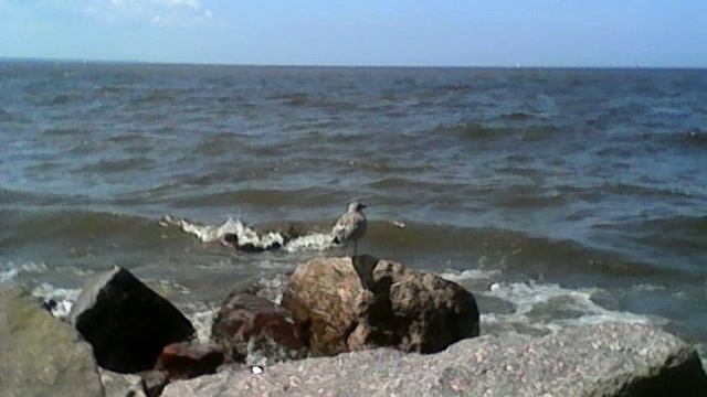 Кто-нибудь знает, что это за птица?