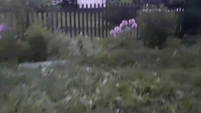 Отдыхаем на даче, вяжем веники, паримся в бане