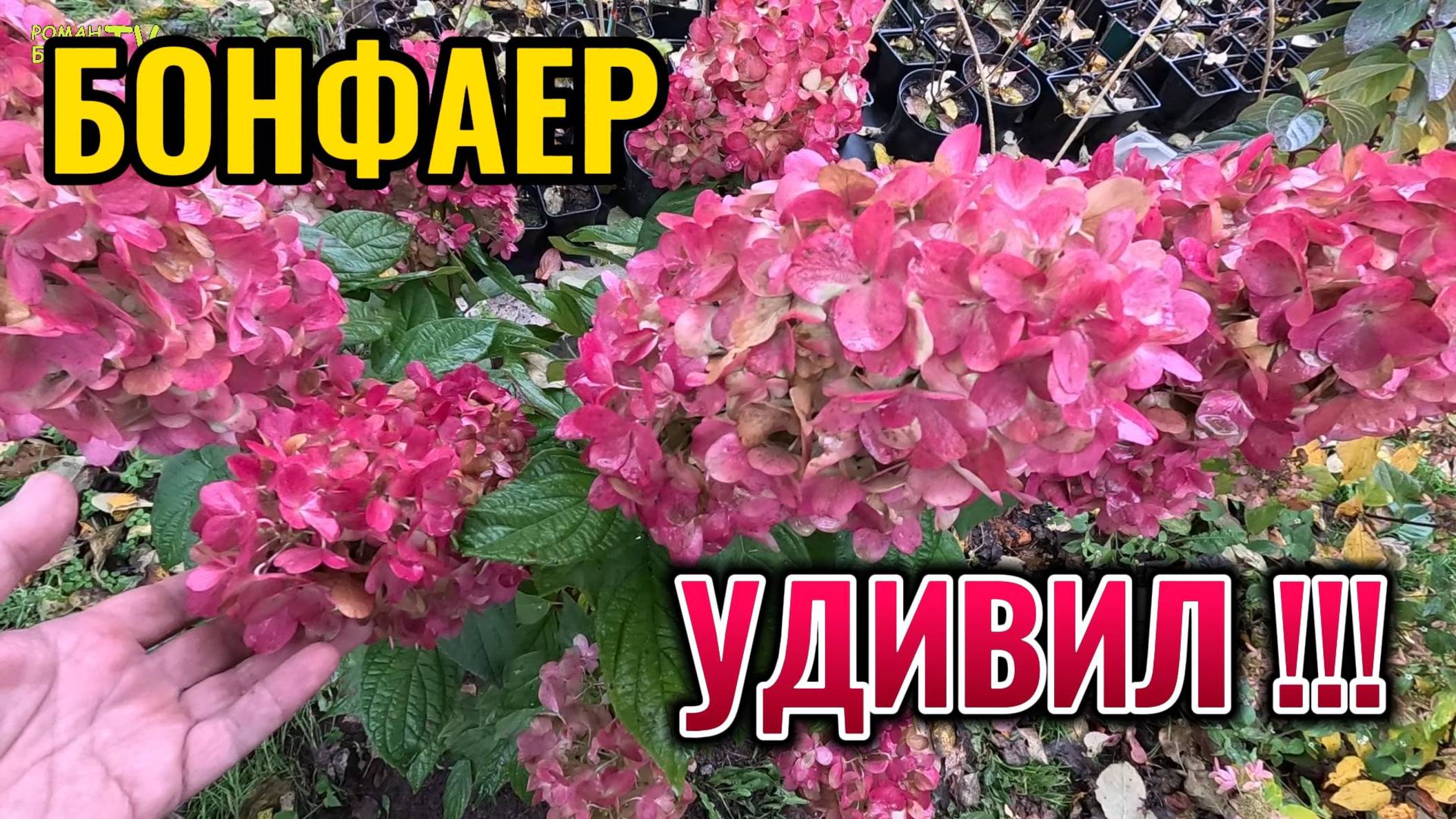 Этот супер сорт метельчатой гортензии продолжает нас приятно удивлять: Бонфаер цветет до зимы