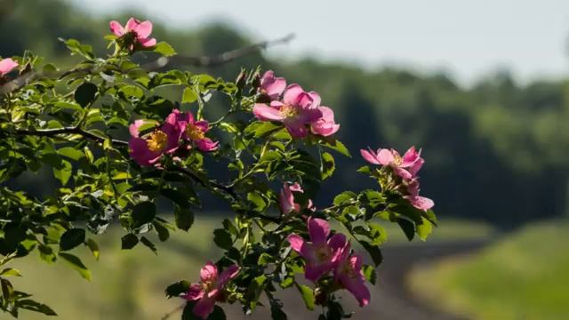 А мне уже не думалось о счастье в жизни личной Наталья Фаренбрух & Артём стихи Ольга Назаренко