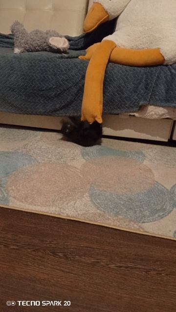 котёнок