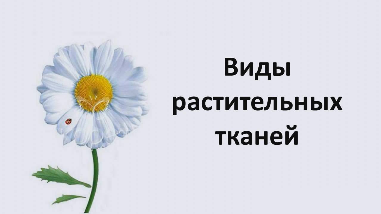 05. Ткань. Виды тканей у растений