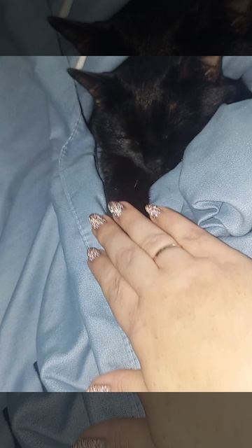 Кот Томик♥️