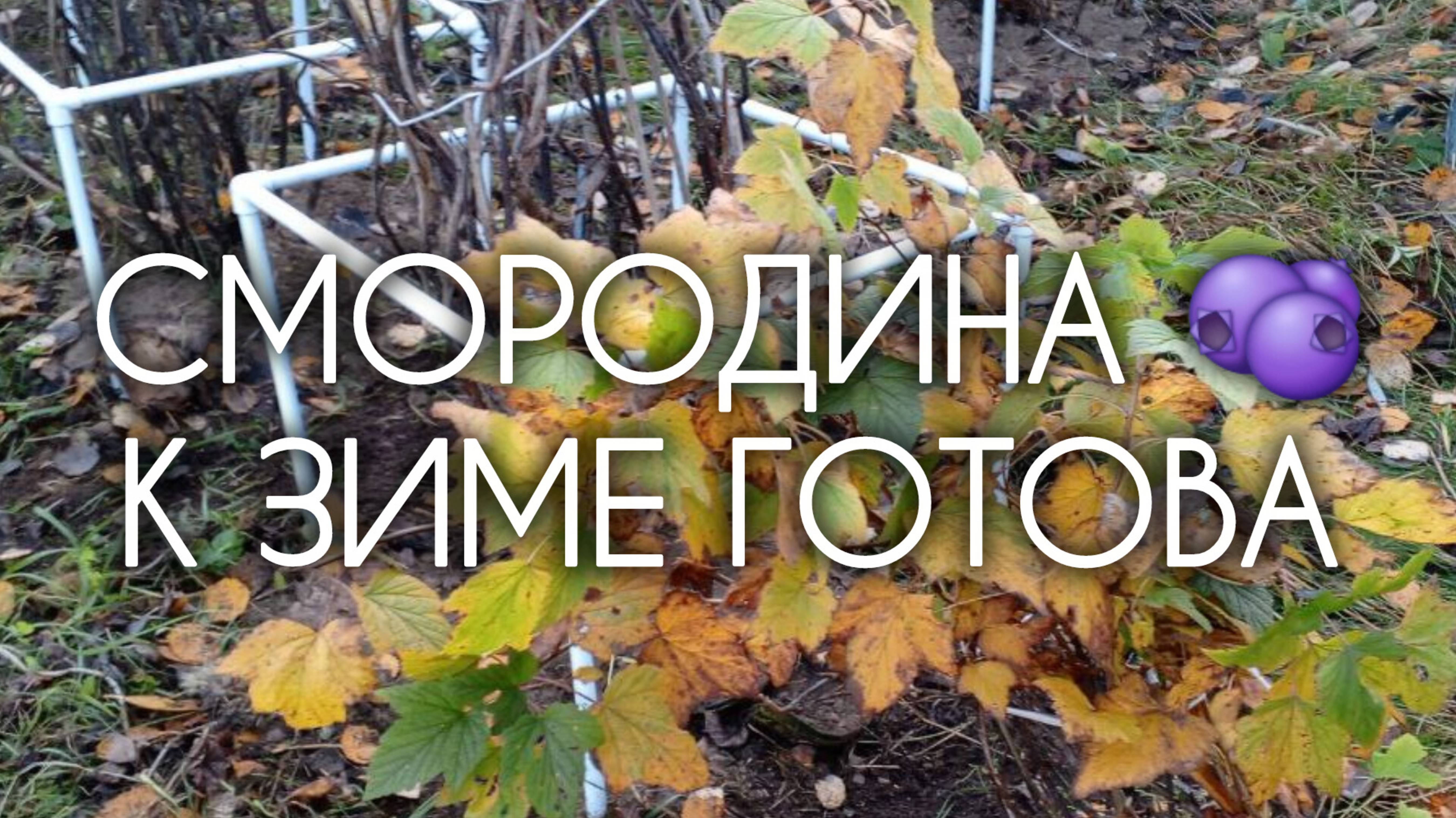 ПОДГОТОВКА КУСТОВ СМОРОДИНЫ и крыжовника К ЗИМЕ 🫐