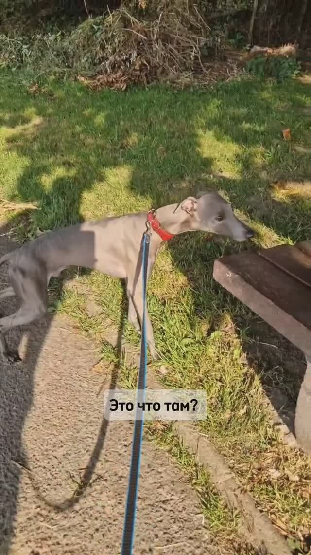 ЧЕГО ИСПУГАЛАСЬ ЛЕВРЕТКА. Смешное видео.