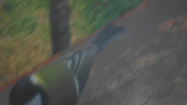 Большая синица (Parus major) крупным планом 539464885125