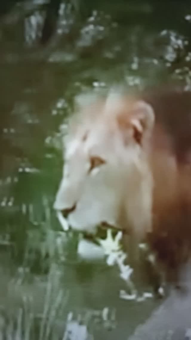 ЛЕВ напал на Слонёнка😯🤔