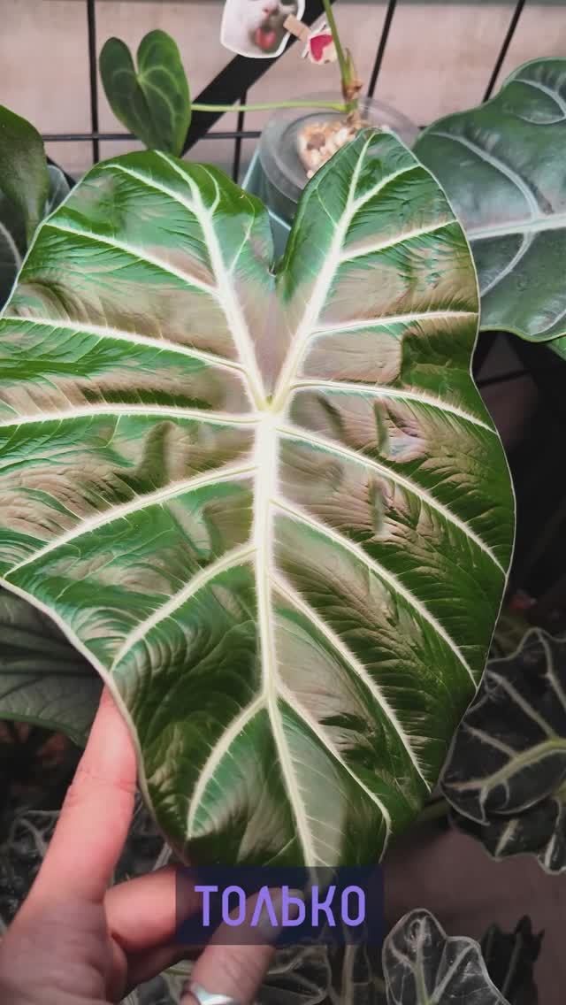 Свежий лист алоказии Марк Кемпбелл как шедевр современного искусства ❤️