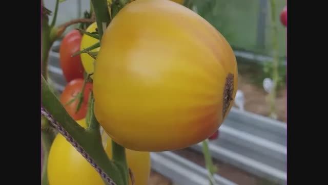 Каталог томатов на 2025 год.Часть 1. Томаты селекции Софии Сааковой -  Новинки моей коллекции.