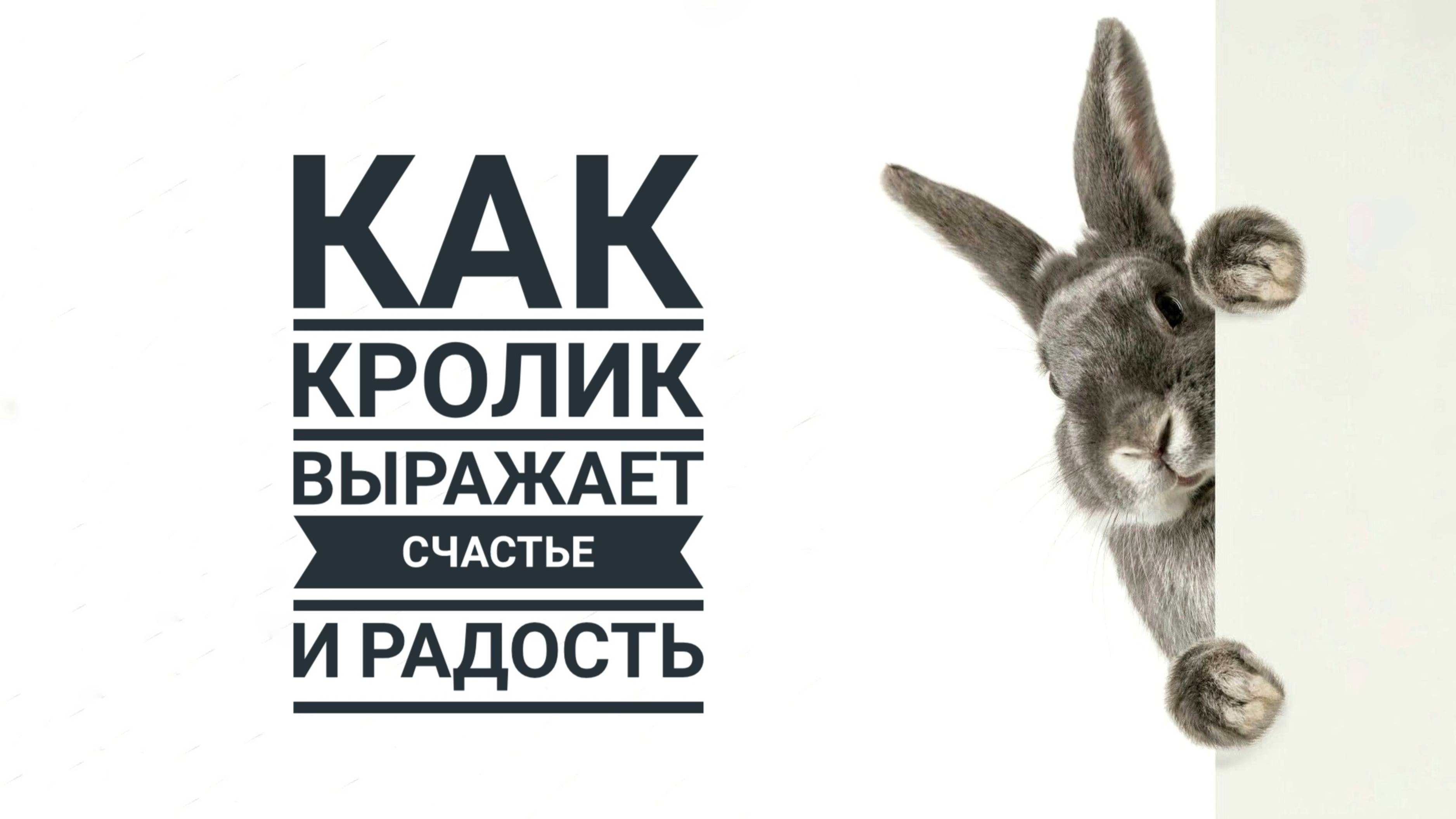 Как понять, что кролик счастлив