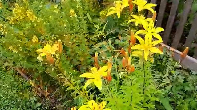 Работаем на даче, рубим дрова,купаемся в бассейне,жарим шашлыки