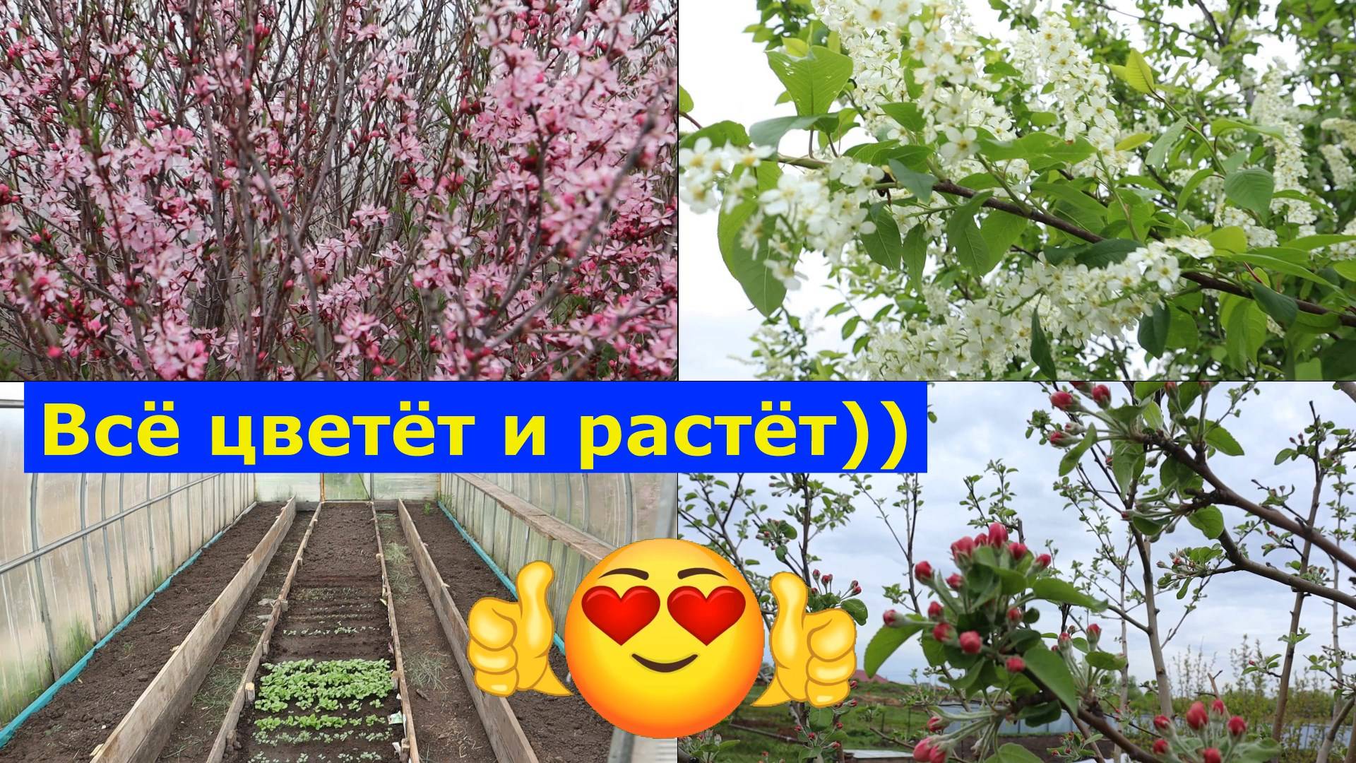 VLOG 17.05.2025г. Посадила огурцы. Облагораживаем огород. Занимаюсь земляникой. #семья