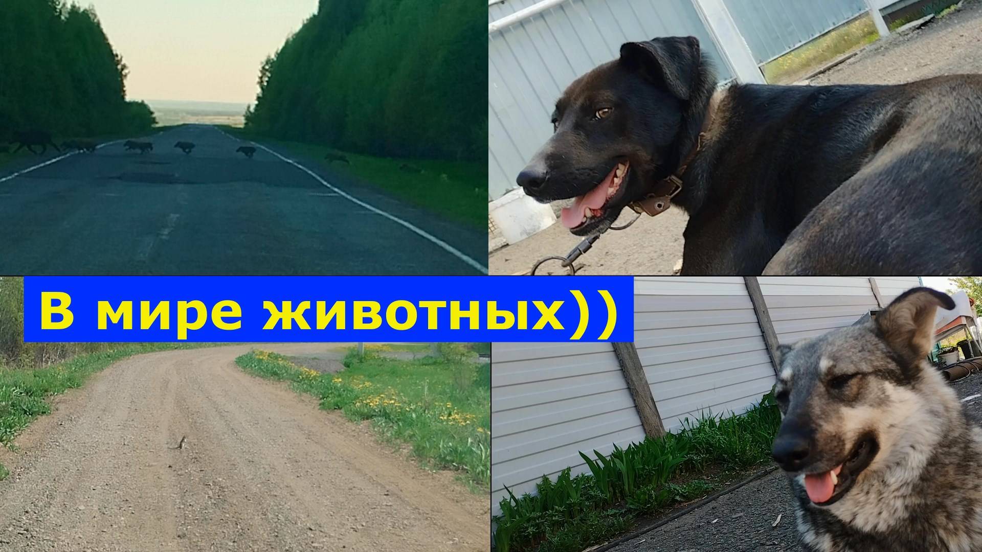 VLOG 19-22.05.2025г. Увидела диких кабанов, лису, бурундука. Родниковая вода. #семья #простыелюди