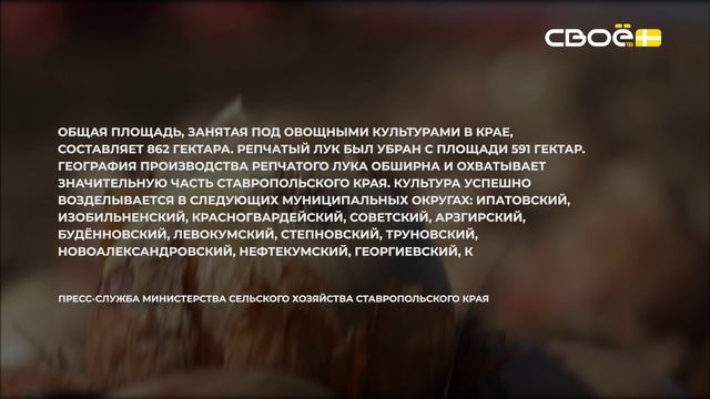 Сценарий цен. Репчатый лук