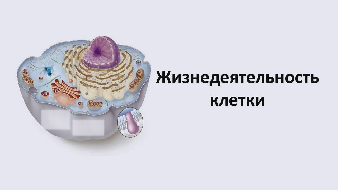 04. Жизнедеятельность клетки