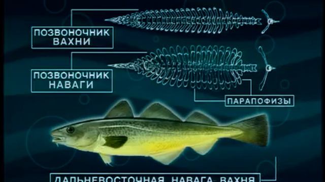 Каковы отличительные особенности представителей рода Hаваги (Navagas) — Eleginus Fischer, 1813 ?